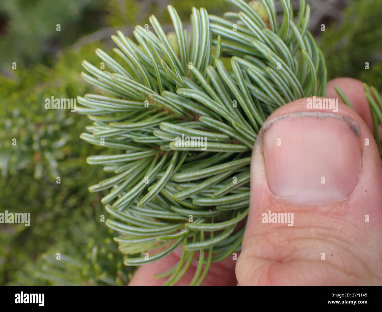 subalpine fir (Abies lasiocarpa Stock Photo - Alamy