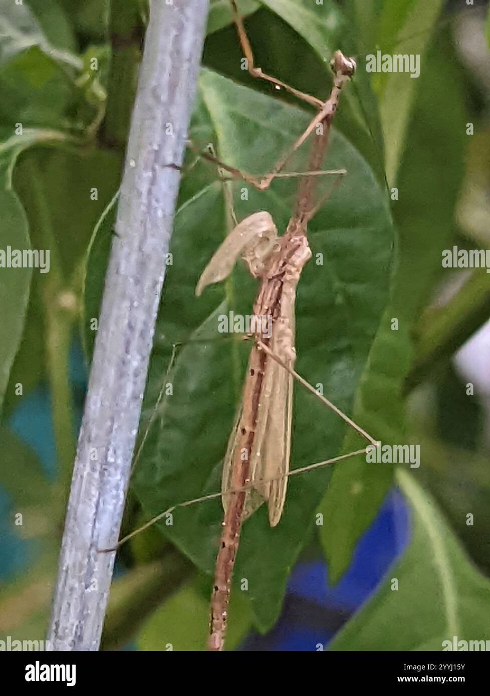 American grass mantis hi-res stock photography and images - Alamy