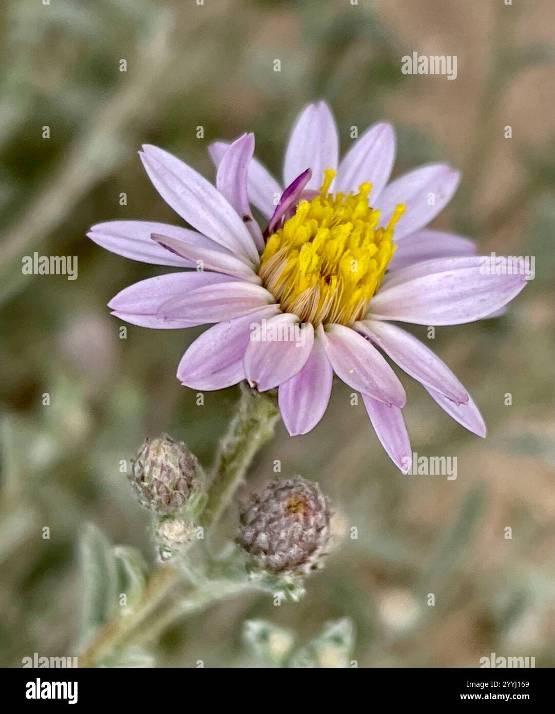 Corethrogyne filaginifolia hi-res stock photography and images - Alamy