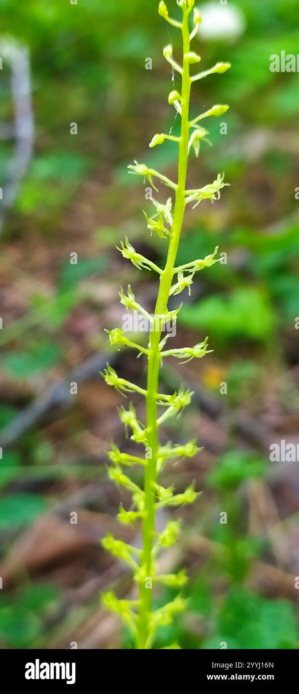 White Adder's Mouth (Malaxis monophyllos Stock Photo - Alamy