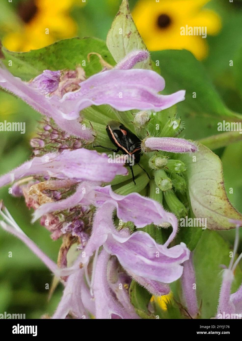 Twice-stabbed Stink Bug (Cosmopepla lintneriana Stock Photo - Alamy