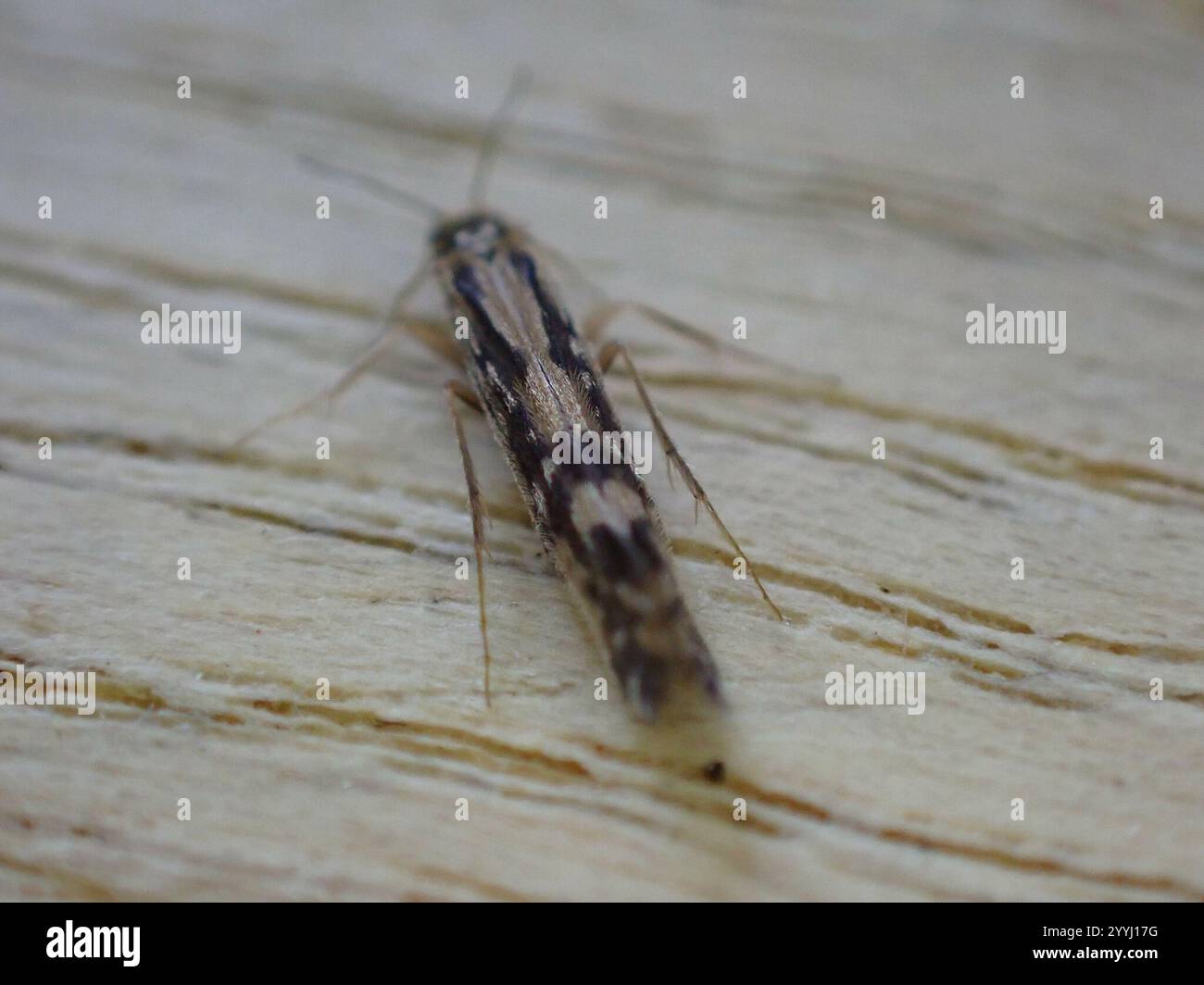 Salt and Pepper Microcaddisfly (Agraylea multipunctata Stock Photo - Alamy