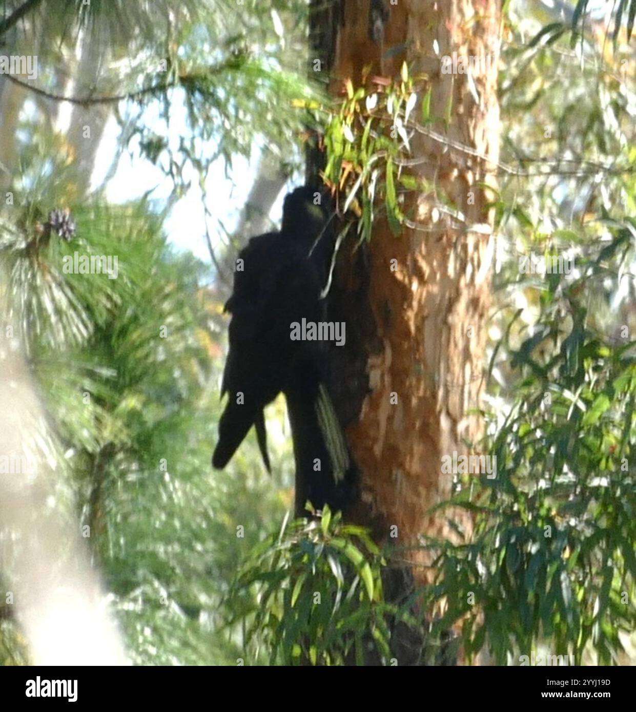 Yellow-tailed Black Cockatoo (Zanda funerea Stock Photo - Alamy
