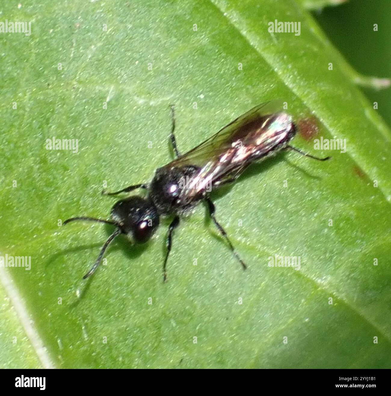Typical Aphid Wasps (Pemphredon Stock Photo - Alamy