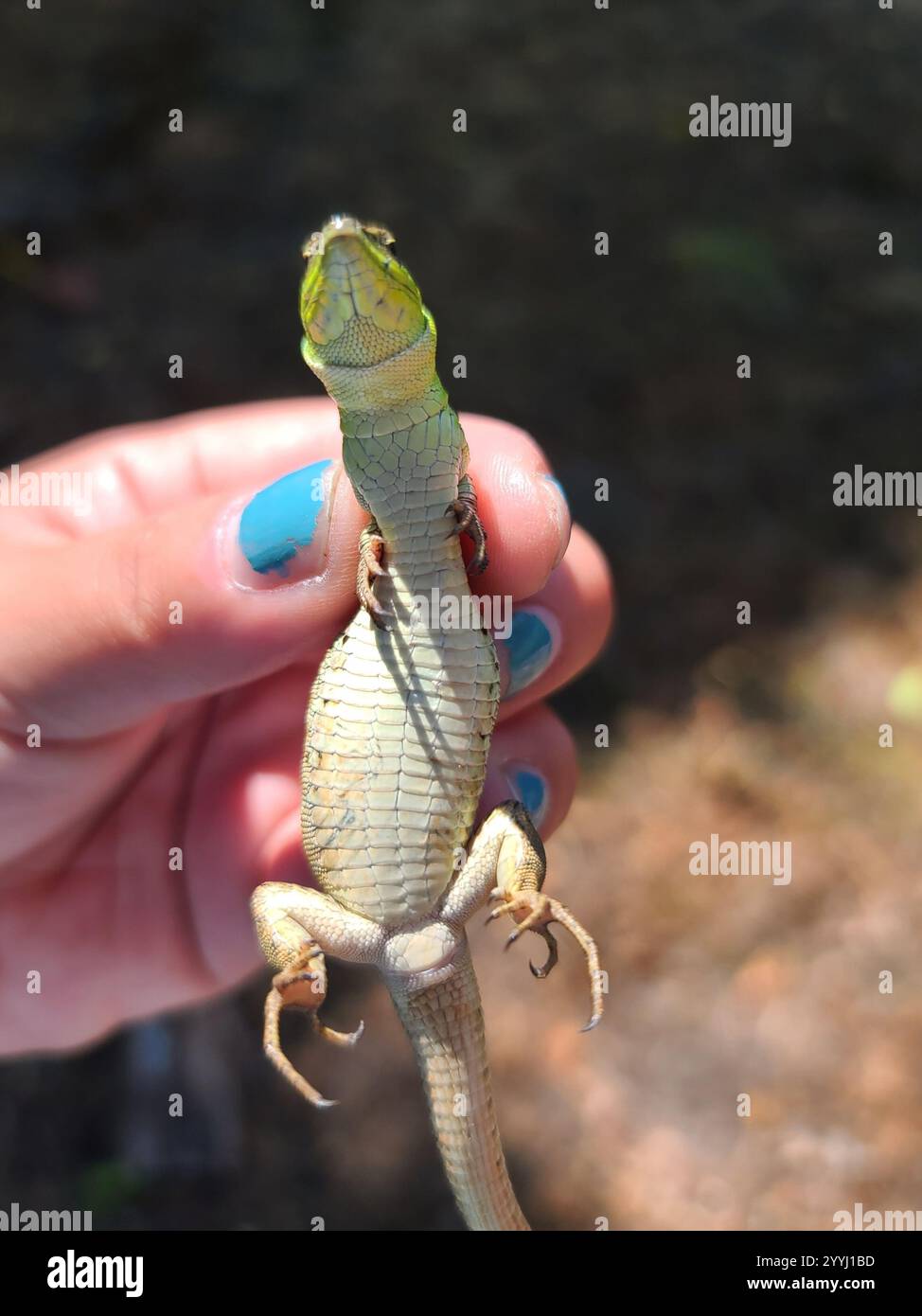 Northern Italian Wall Lizard (Podarcis siculus campestris Stock Photo ...