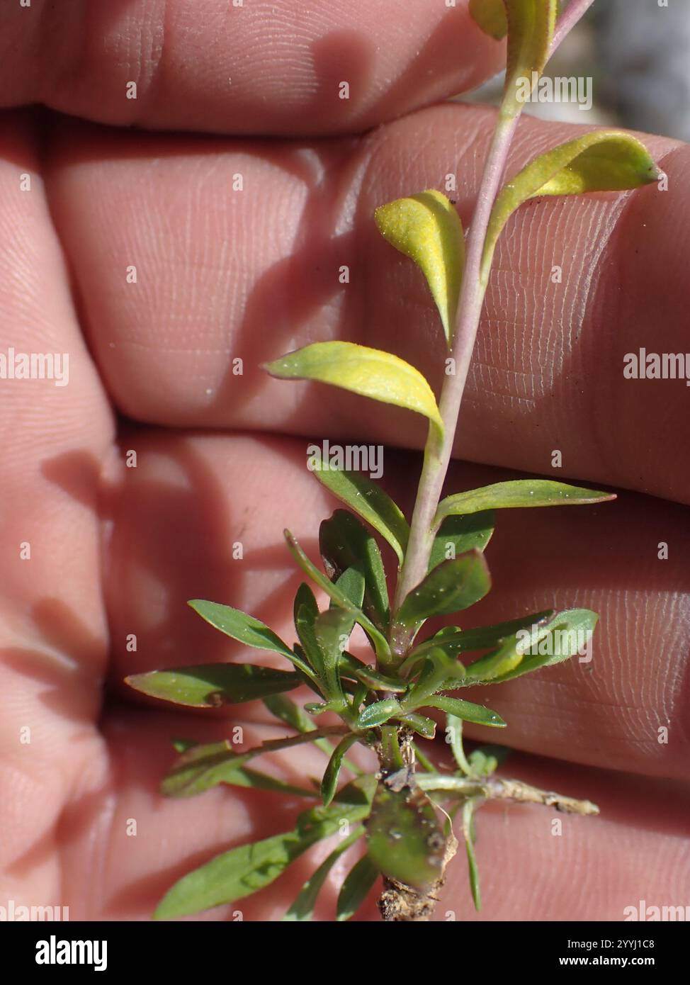 Mustard Flower Rust (Puccinia monoica Stock Photo - Alamy