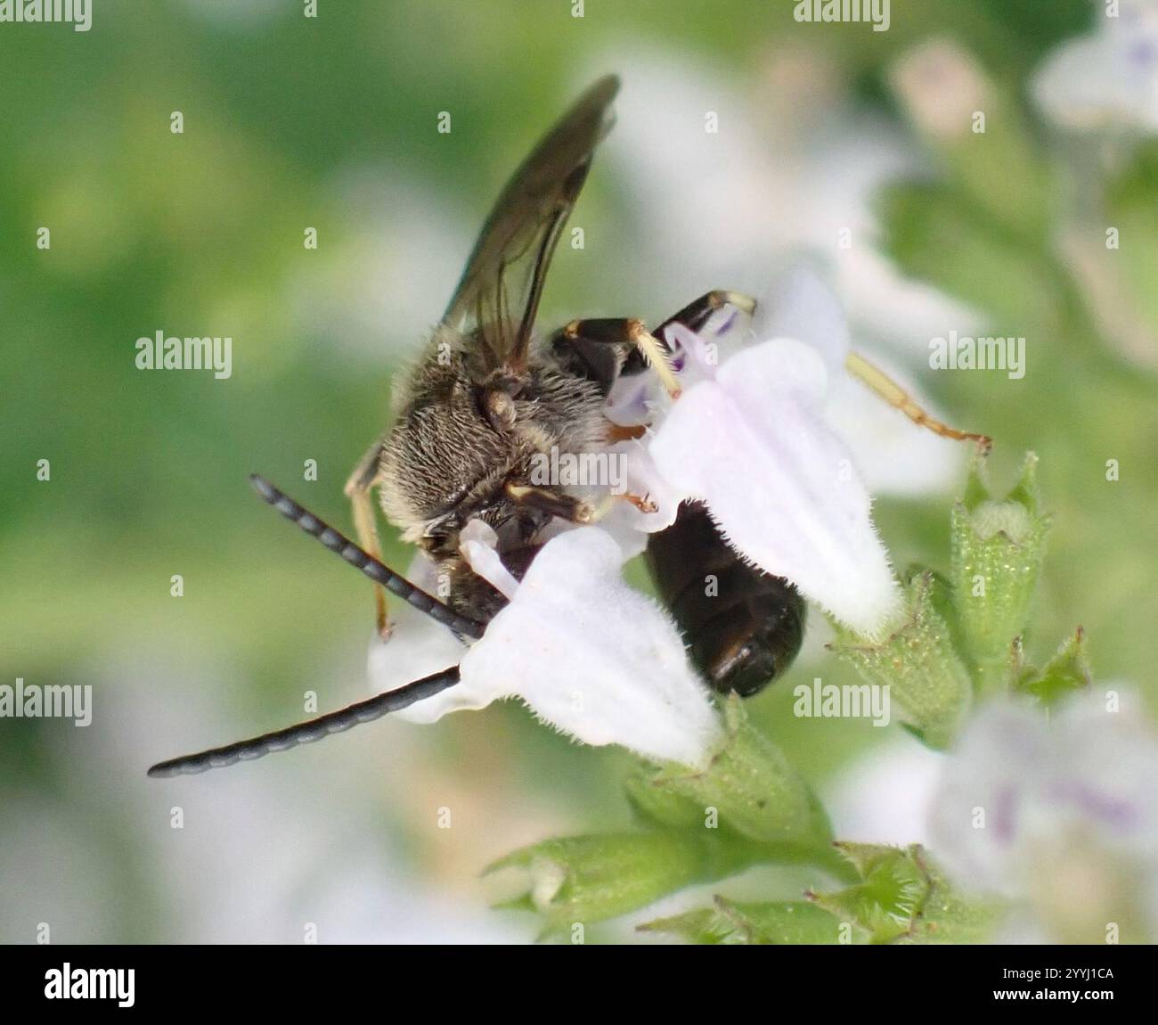 Common furrow bee lasioglossum hi-res stock photography and images - Alamy