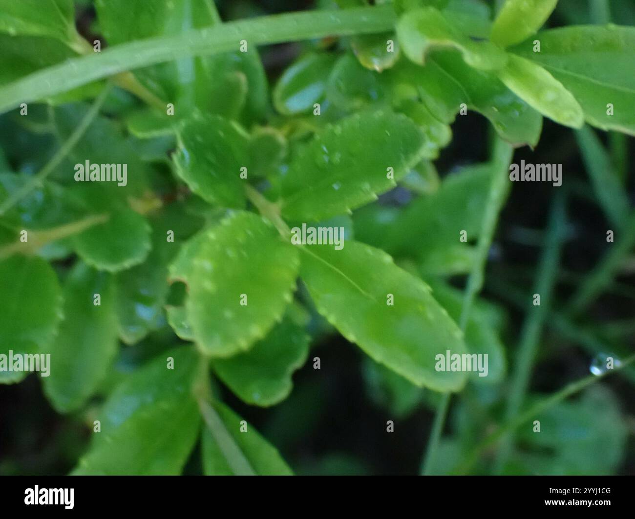 Oregon Boxwood (Paxistima myrsinites Stock Photo - Alamy
