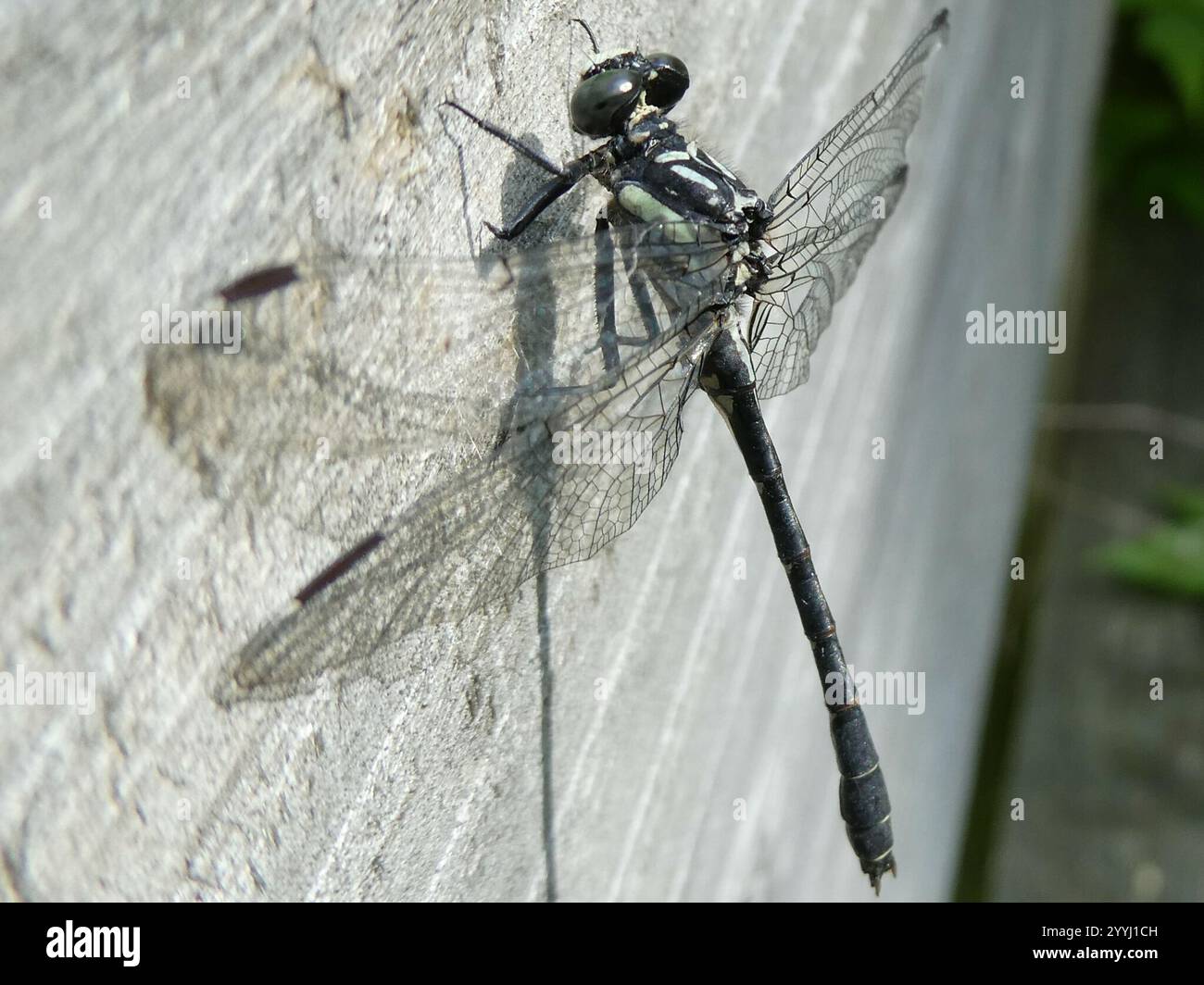 Northern Pygmy Clubtail (Lanthus parvulus Stock Photo - Alamy