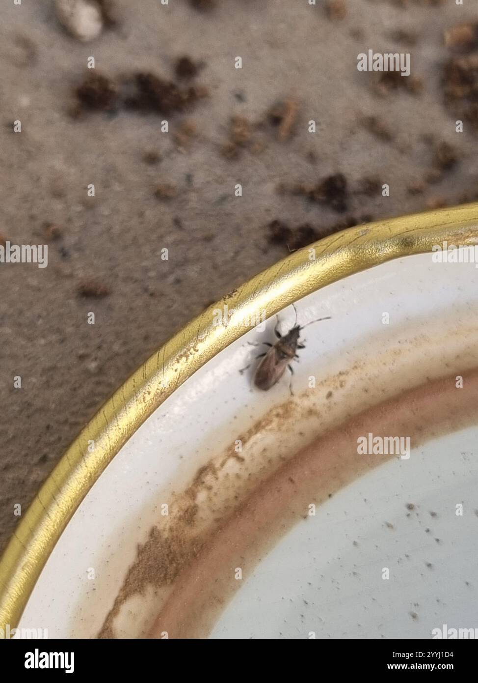 Cotton Seed Bug (Oxycarenus hyalinipennis Stock Photo - Alamy