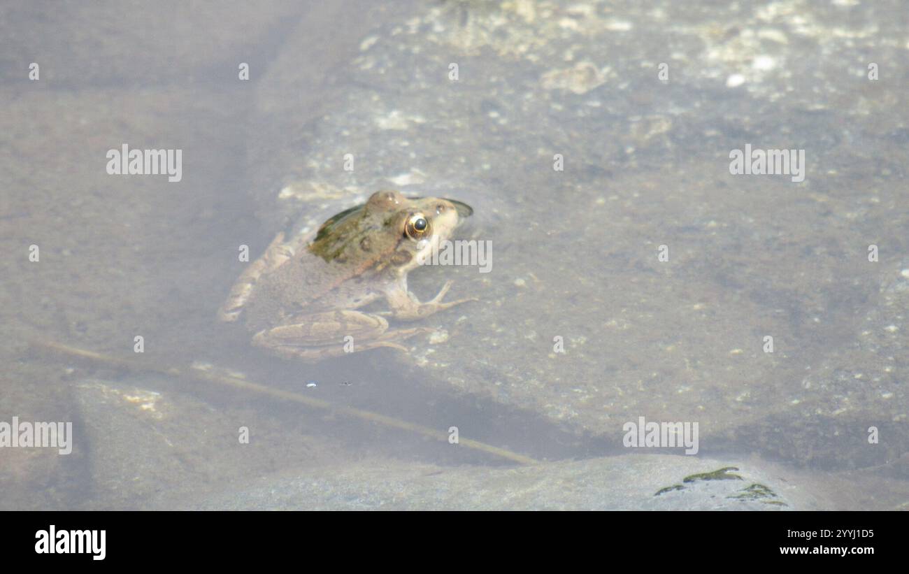 Marsh Frog (Pelophylax ridibundus Stock Photo - Alamy