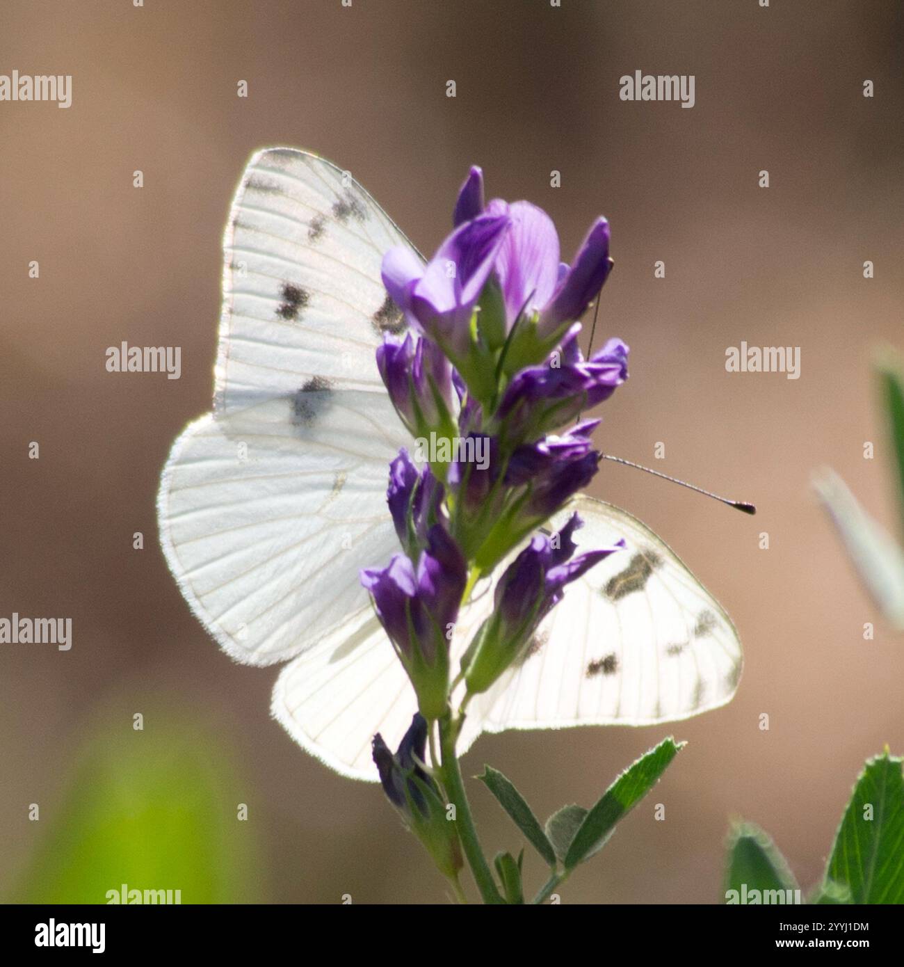 Checkered White (Pontia protodice Stock Photo - Alamy