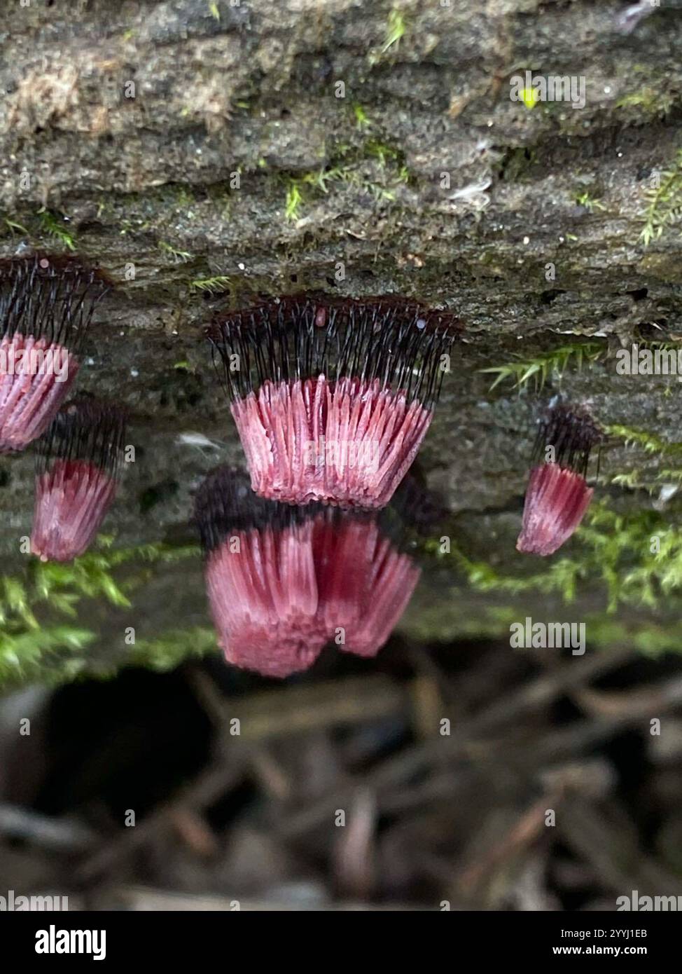 Chocolate Tube Slimes (Stemonitis Stock Photo - Alamy