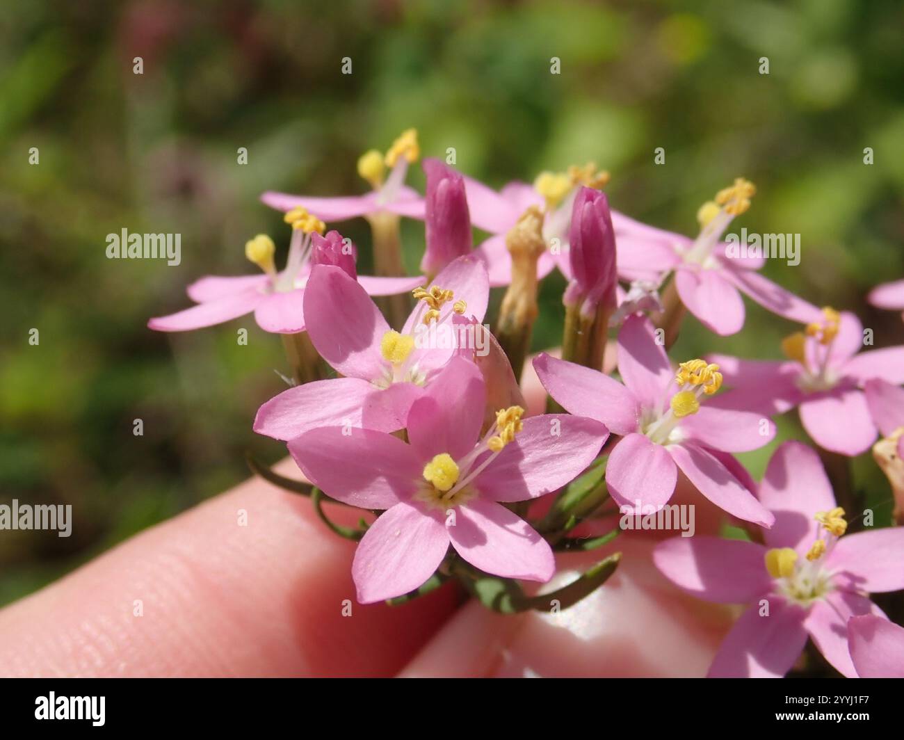 Lesser Centaury (Centaurium pulchellum Stock Photo - Alamy