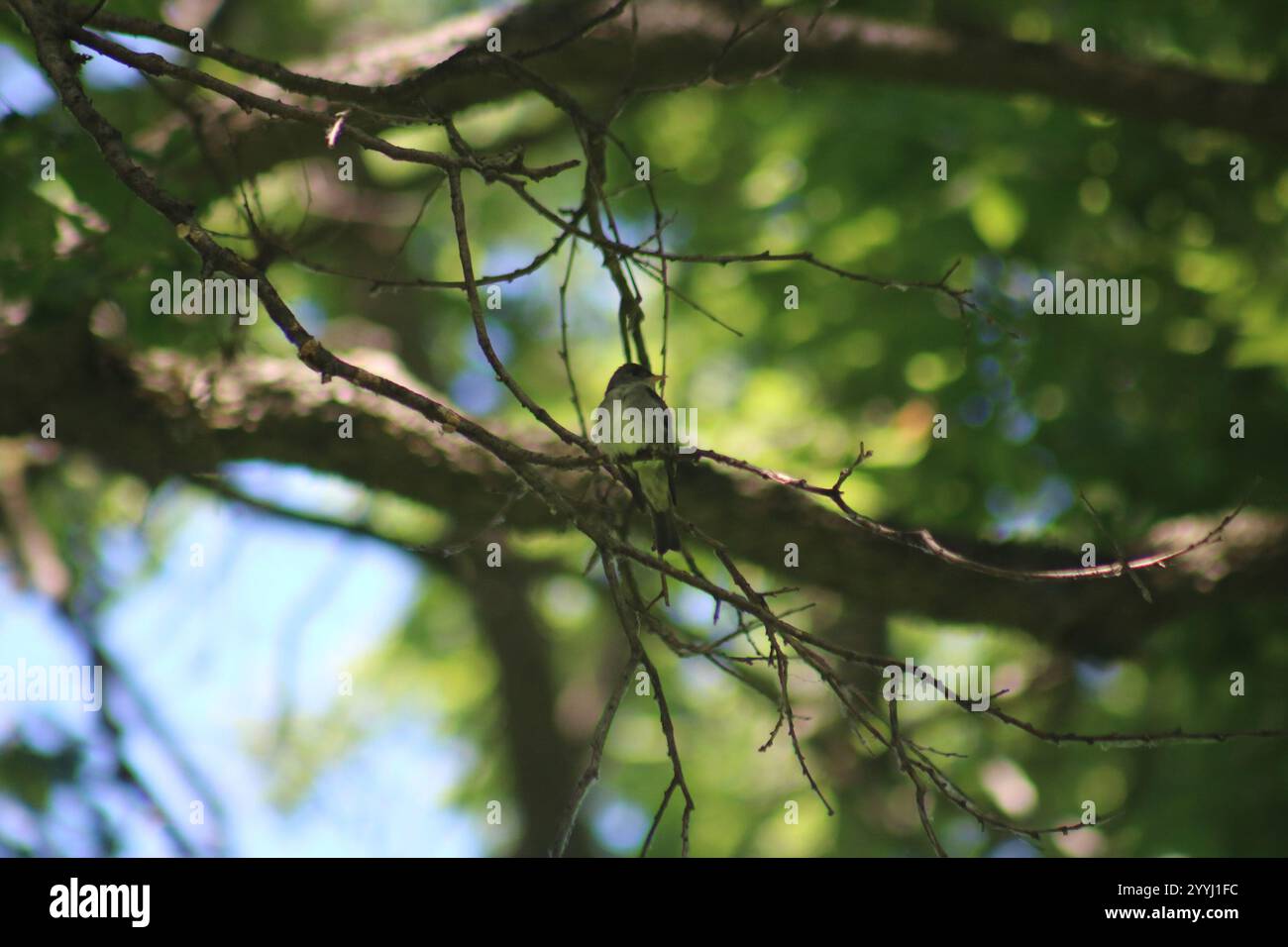 Eastern Wood-Pewee (Contopus virens Stock Photo - Alamy