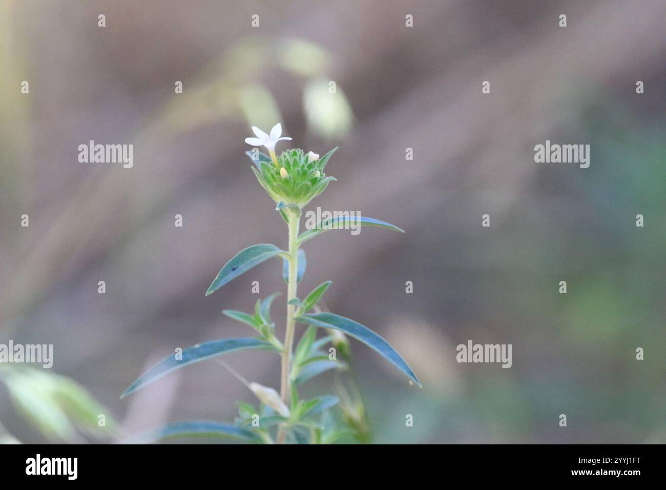 grand collomia (Collomia grandiflora Stock Photo - Alamy