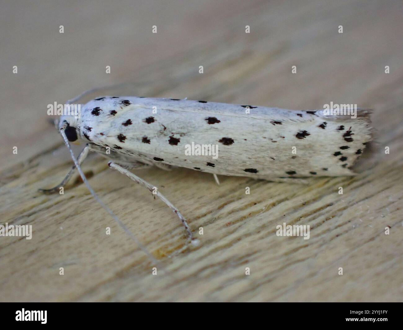 Spindle Ermine Moth (Yponomeuta cagnagella Stock Photo - Alamy