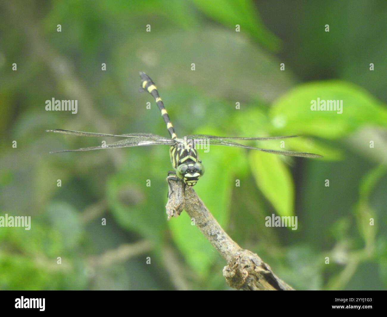 Indian Common Clubtail (Ictinogomphus rapax Stock Photo - Alamy