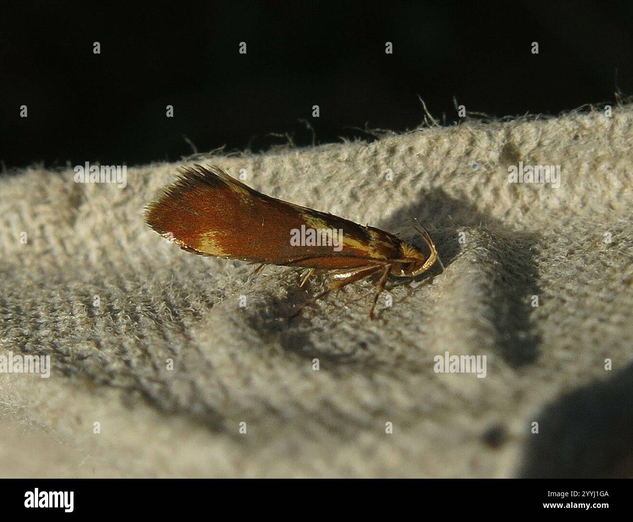 Italian Tubic (Metalampra italica Stock Photo - Alamy