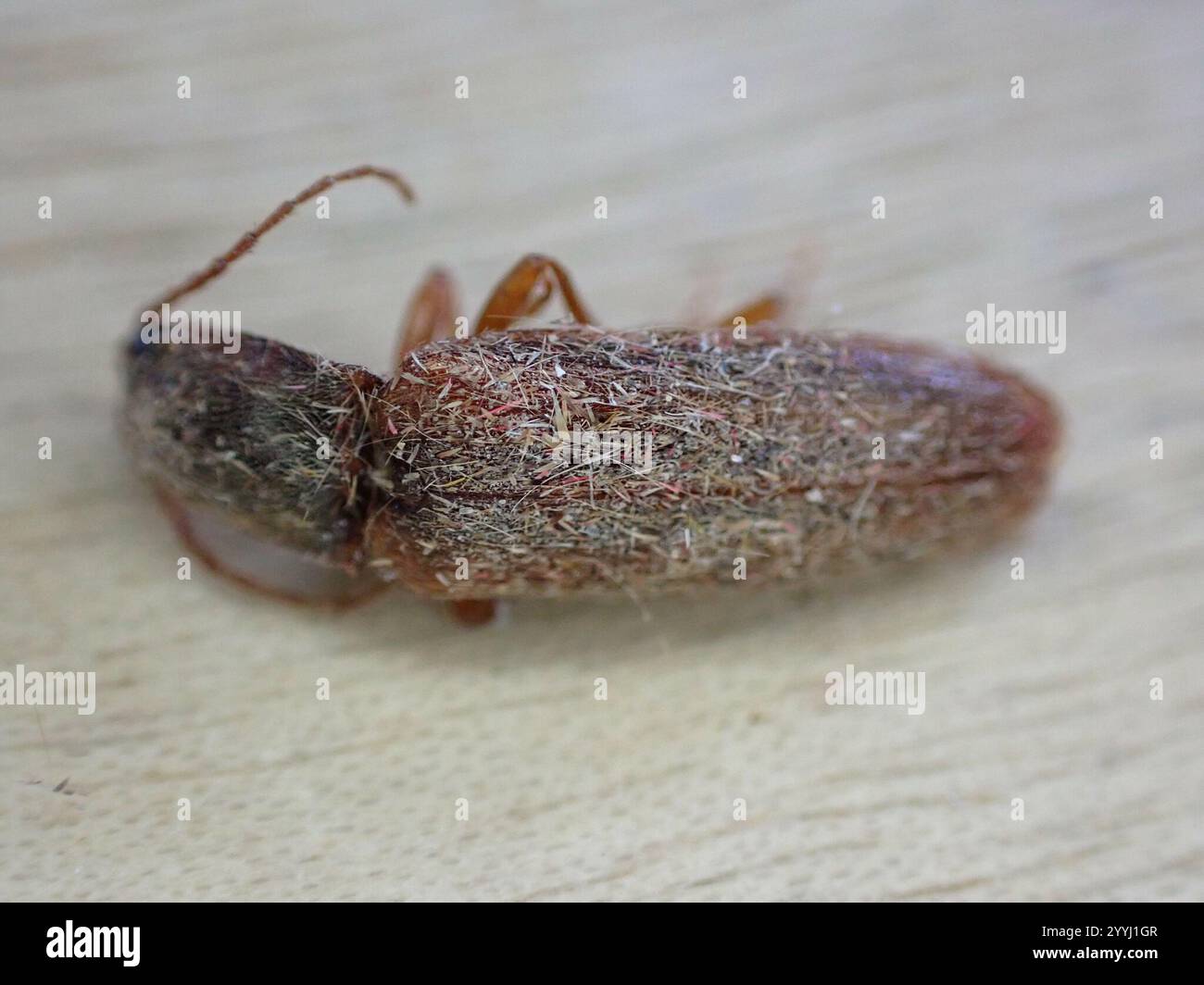 margined click beetle (Dalopius marginatus Stock Photo - Alamy
