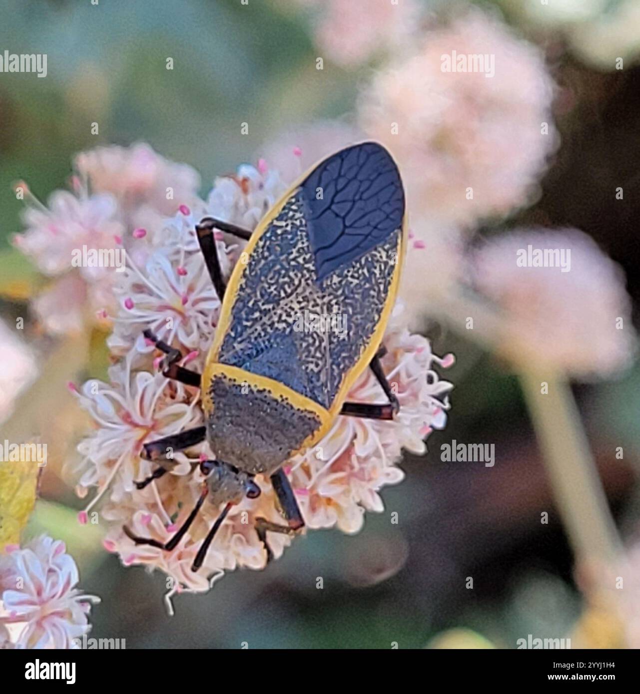California Bordered Plant Bug (Largus californicus Stock Photo - Alamy