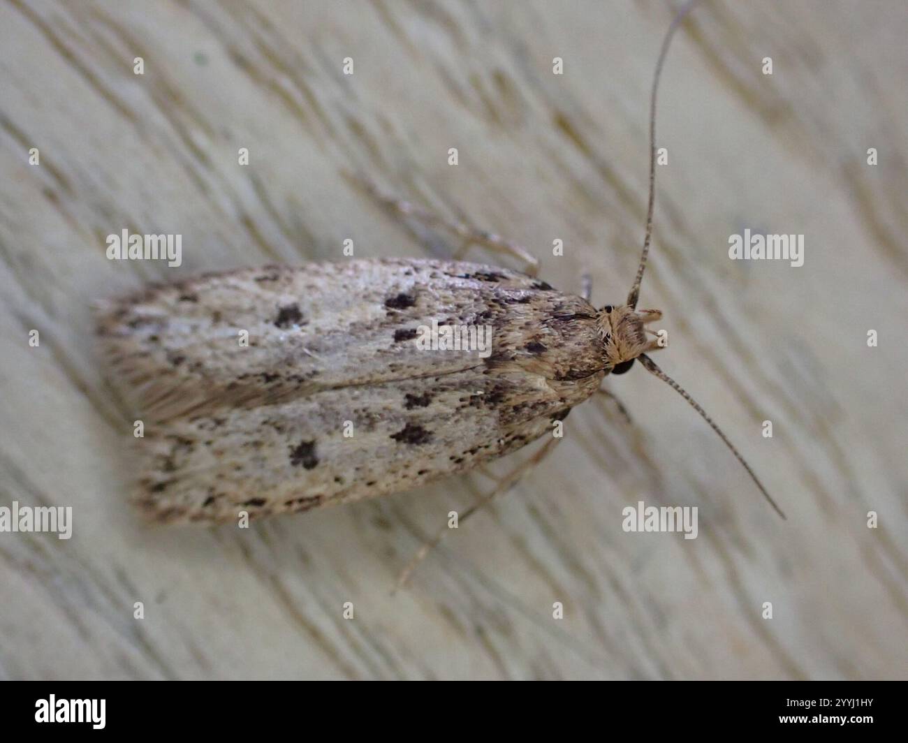 Brown House Moth (Hofmannophila pseudospretella Stock Photo - Alamy
