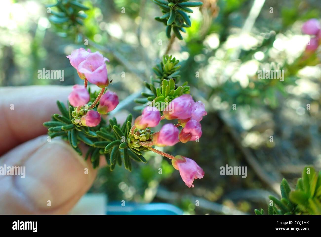 pink mountainheath (Phyllodoce empetriformis Stock Photo - Alamy