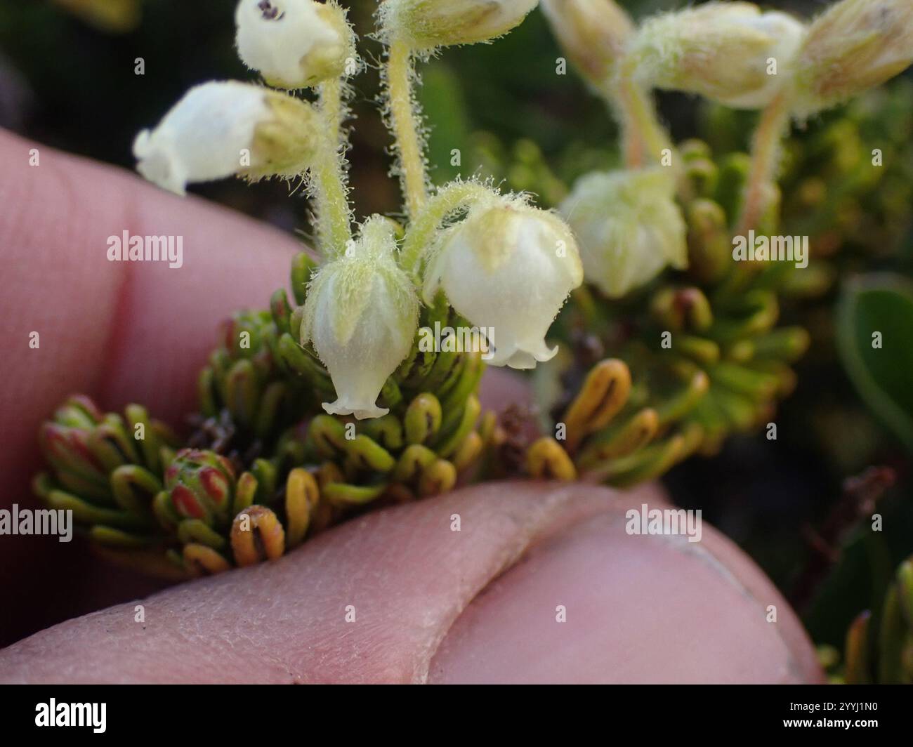 Yellow Mountain-heath (Phyllodoce glanduliflora Stock Photo - Alamy