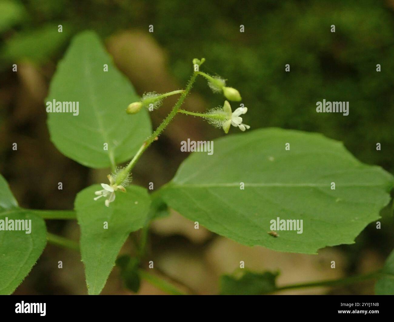 broadleaf enchanter's nightshade (Circaea canadensis Stock Photo - Alamy