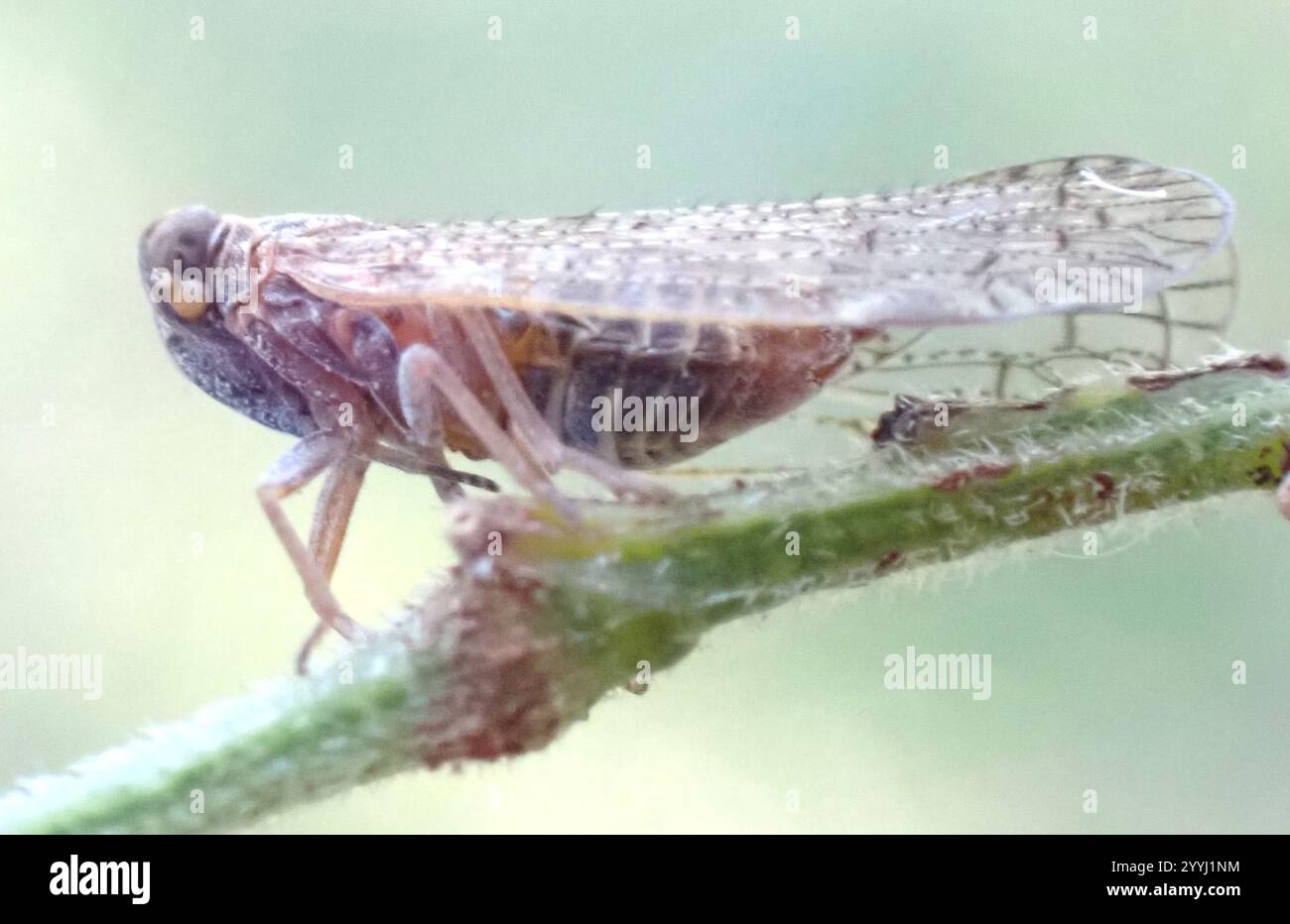 Cixiid planthoppers (Cixiidae Stock Photo - Alamy