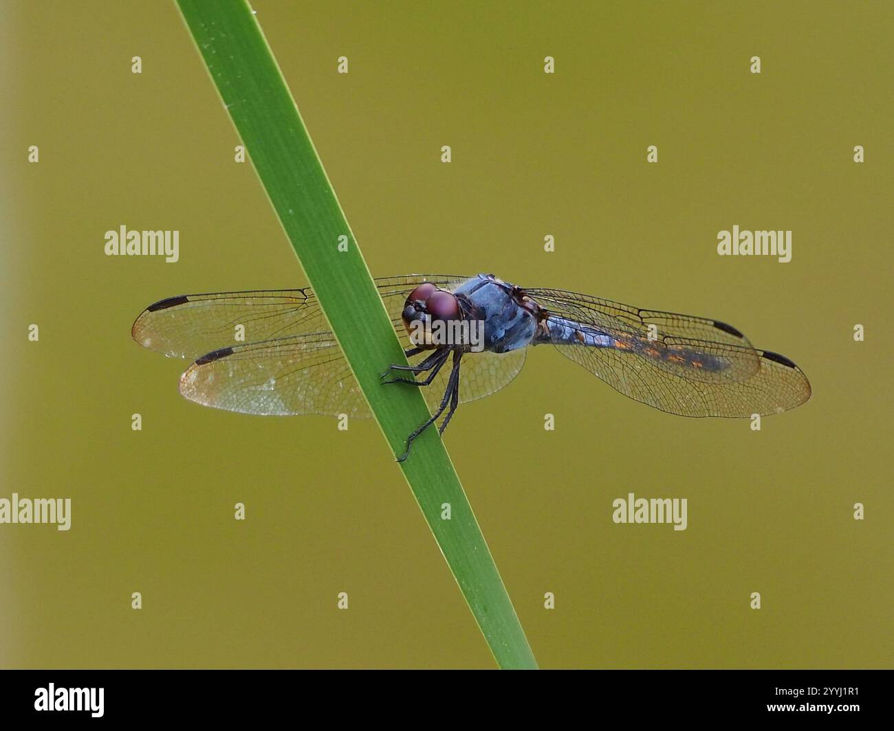 Swampwatcher (Potamarcha congener Stock Photo - Alamy