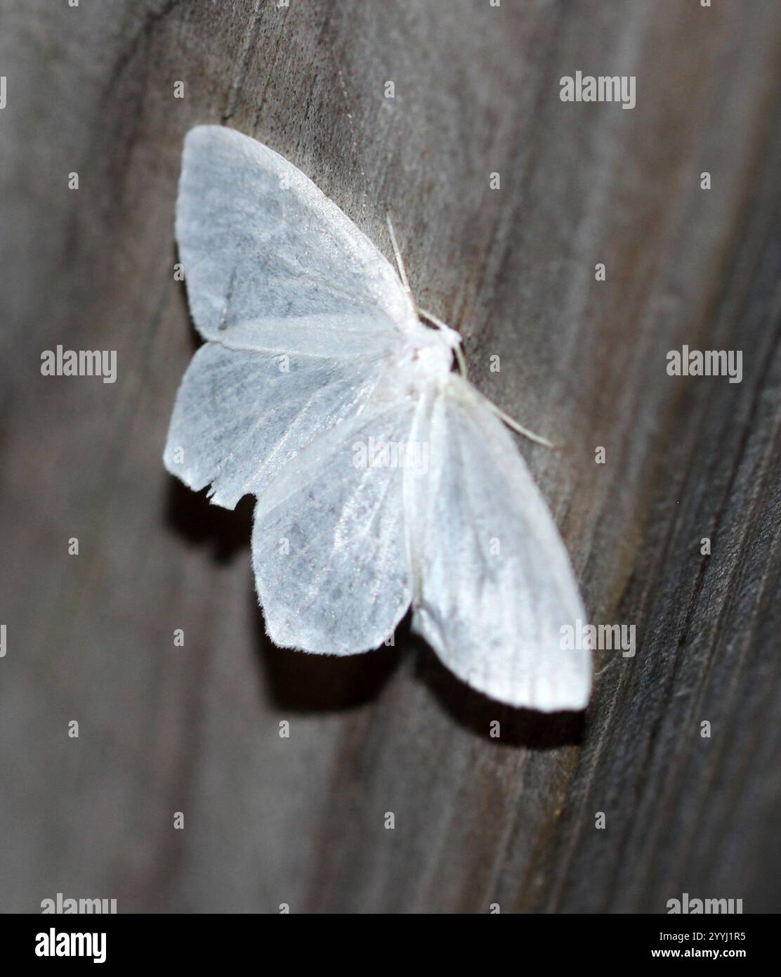 Snowy Geometer Moth (Eugonobapta nivosaria Stock Photo - Alamy