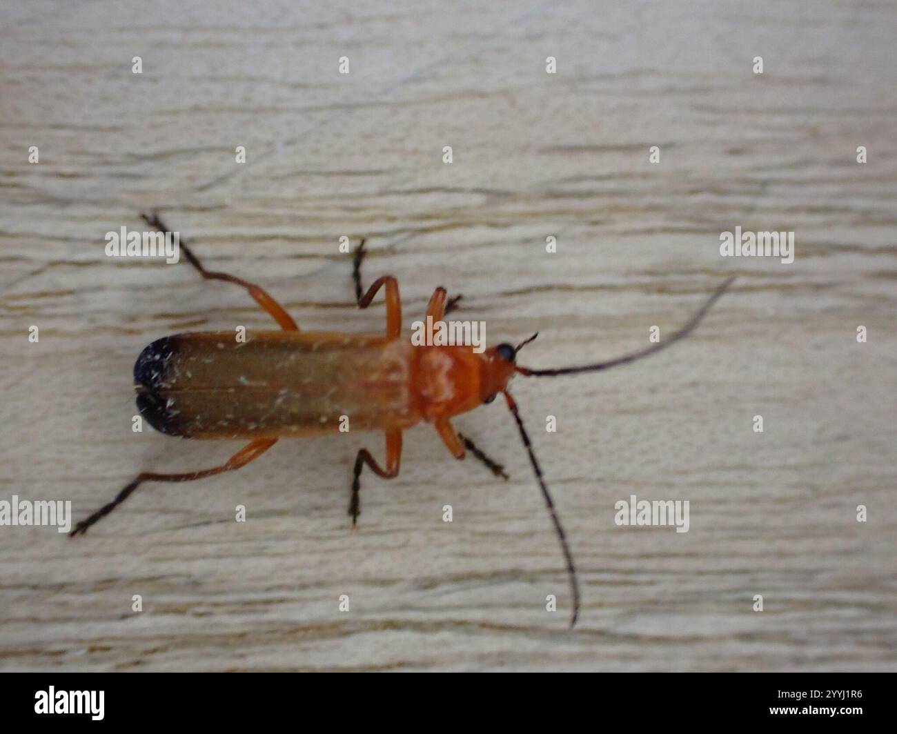 Common Red Soldier Beetle (Rhagonycha fulva Stock Photo - Alamy