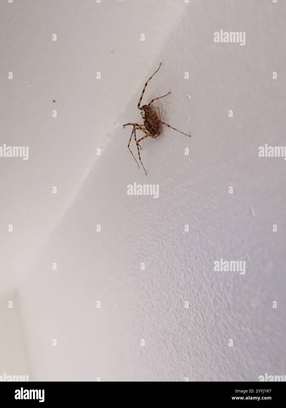 Common Spitting Spider (Scytodes thoracica Stock Photo - Alamy