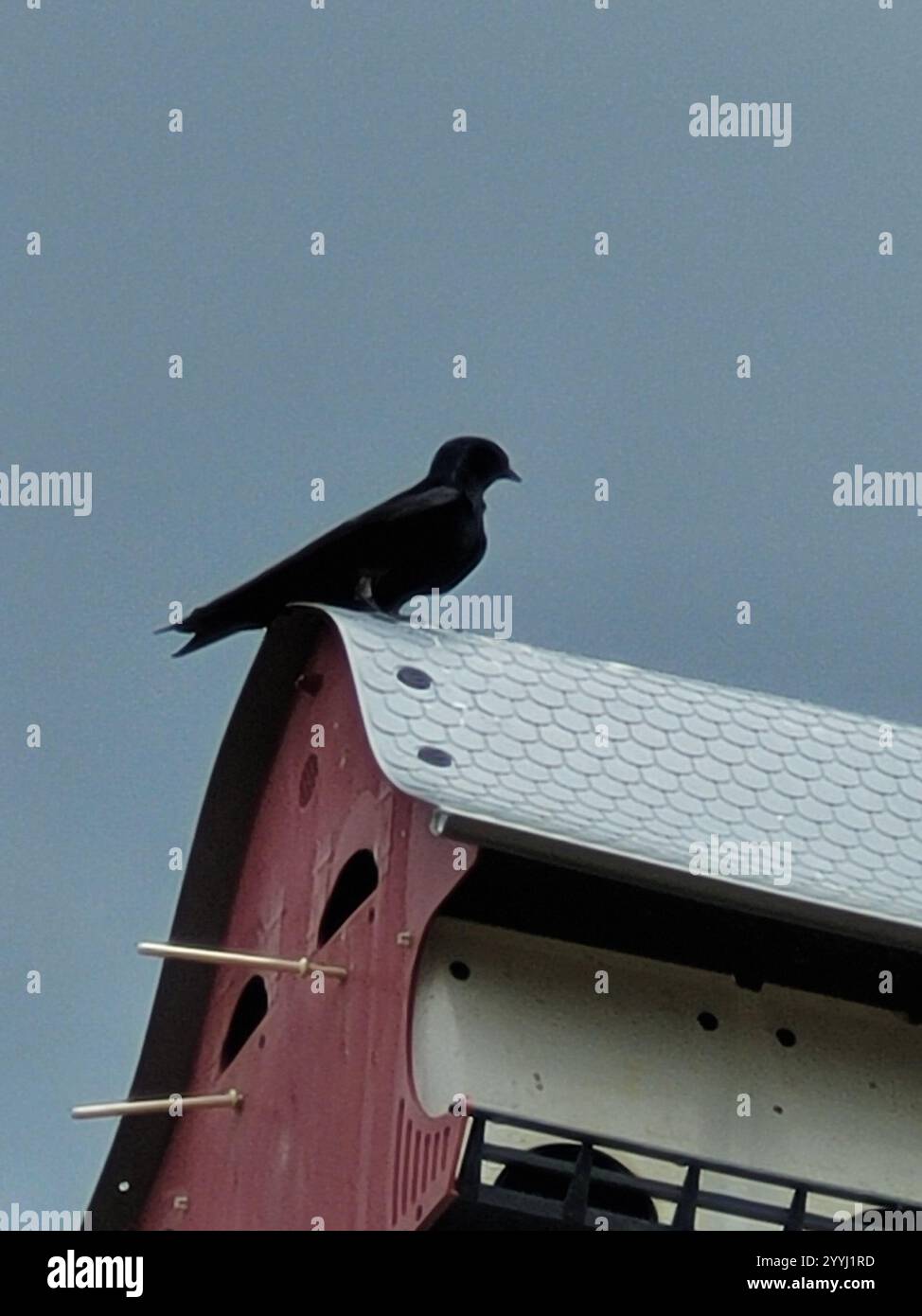 Purple Martin (Progne subis Stock Photo - Alamy