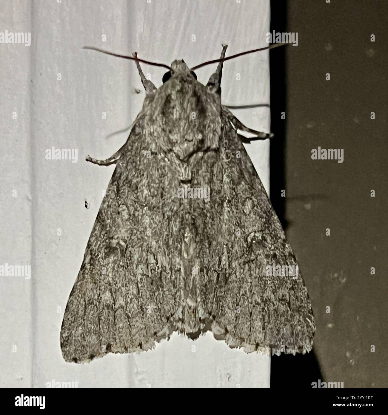 Dagger Moths (Acronicta Stock Photo - Alamy
