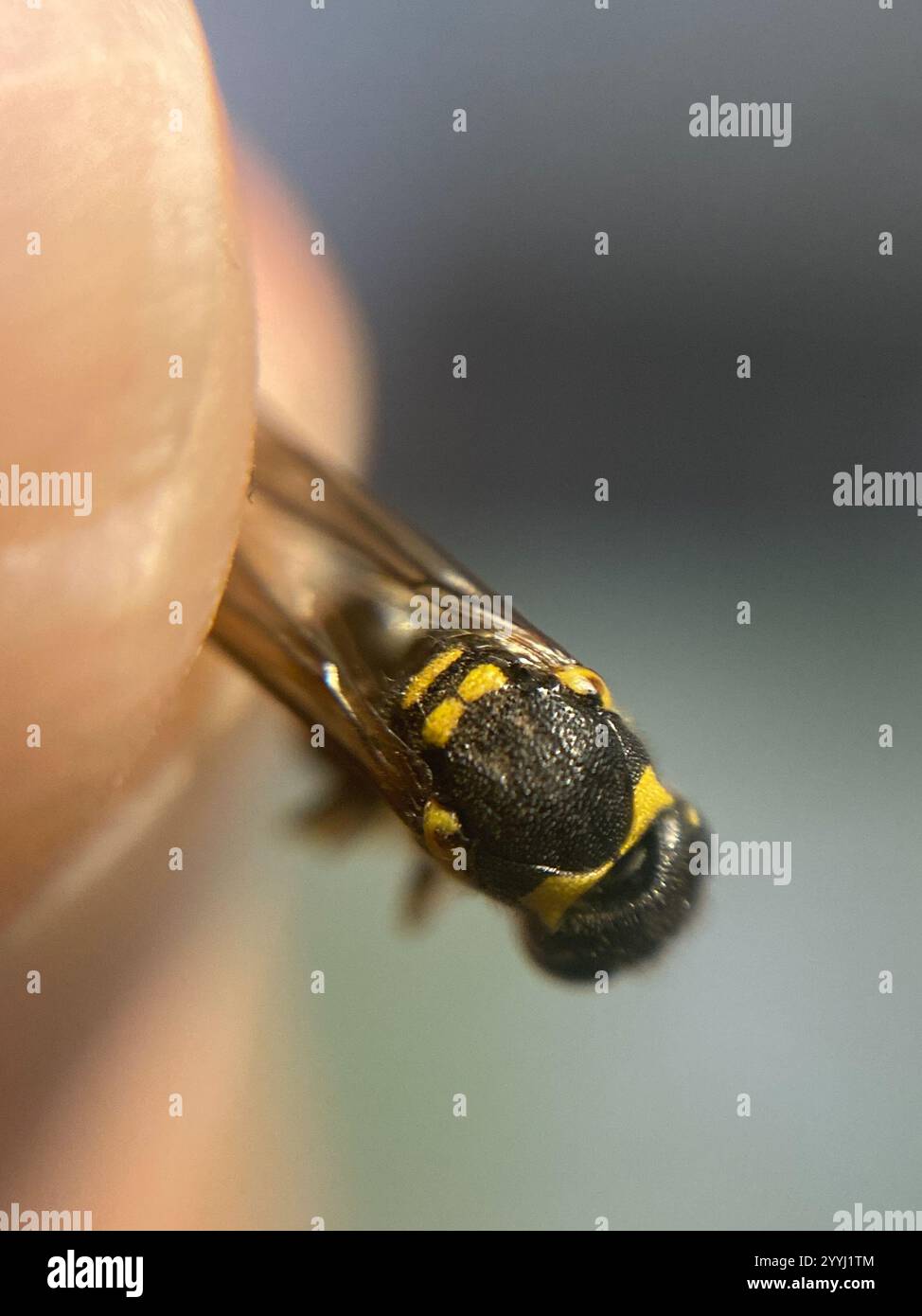 European tube wasp (Ancistrocerus gazella Stock Photo - Alamy