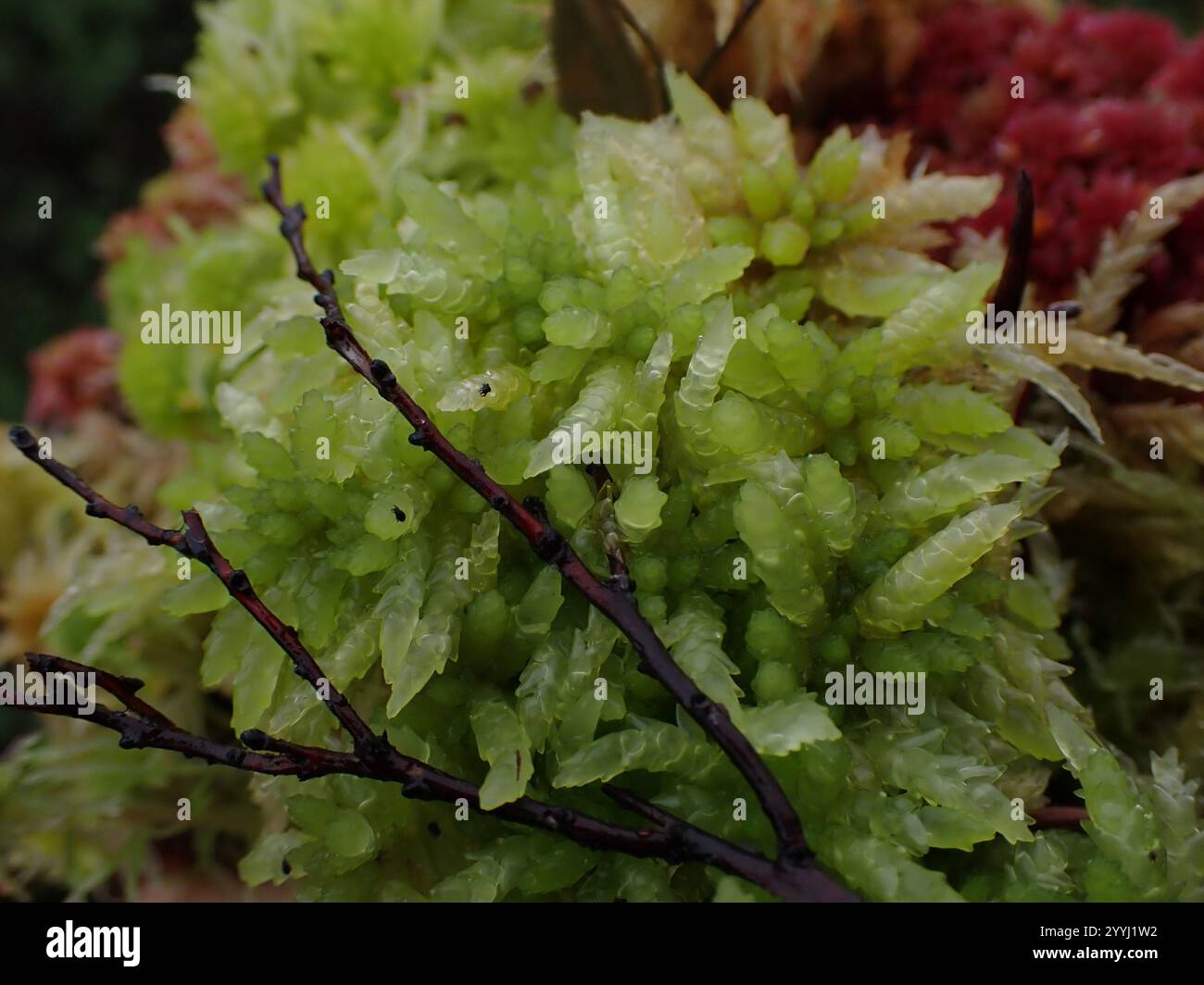Papillose sphagnum hi-res stock photography and images - Alamy