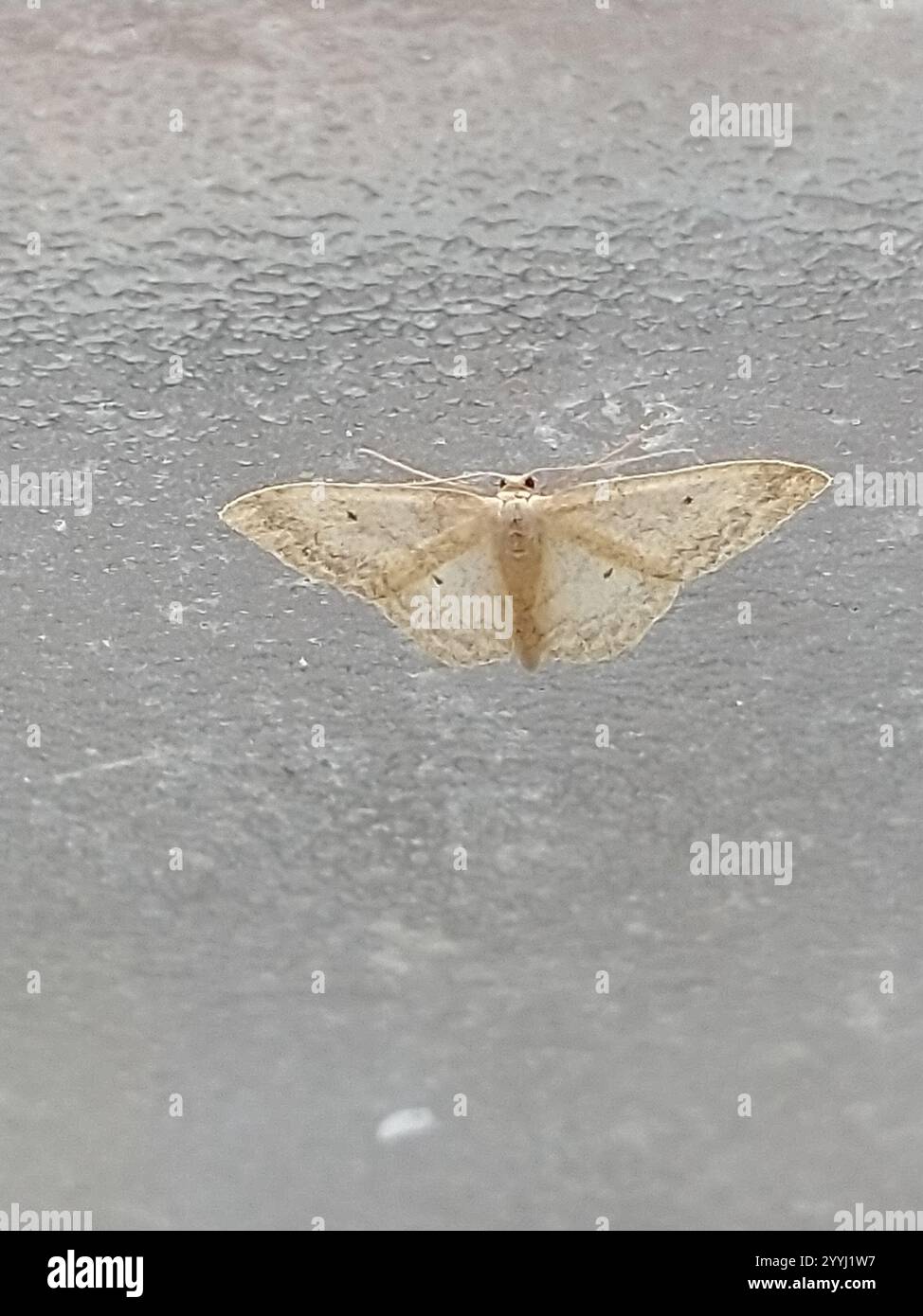 Fan footed hi-res stock photography and images - Alamy