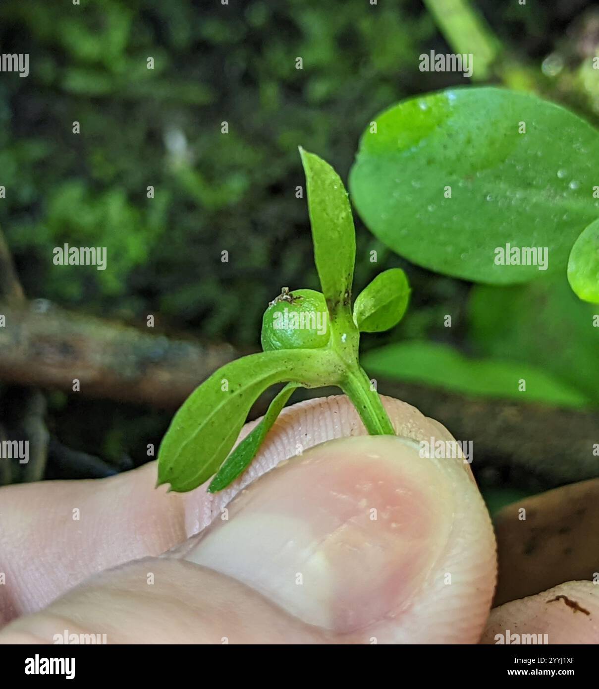 Coastal Rose Gentian (Sabatia calycina Stock Photo - Alamy