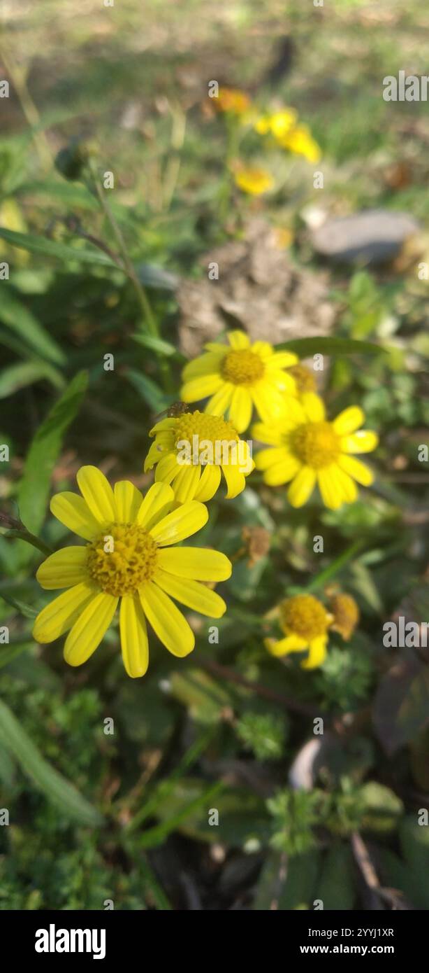 Madagascar Ragwort (Senecio madagascariensis Stock Photo - Alamy