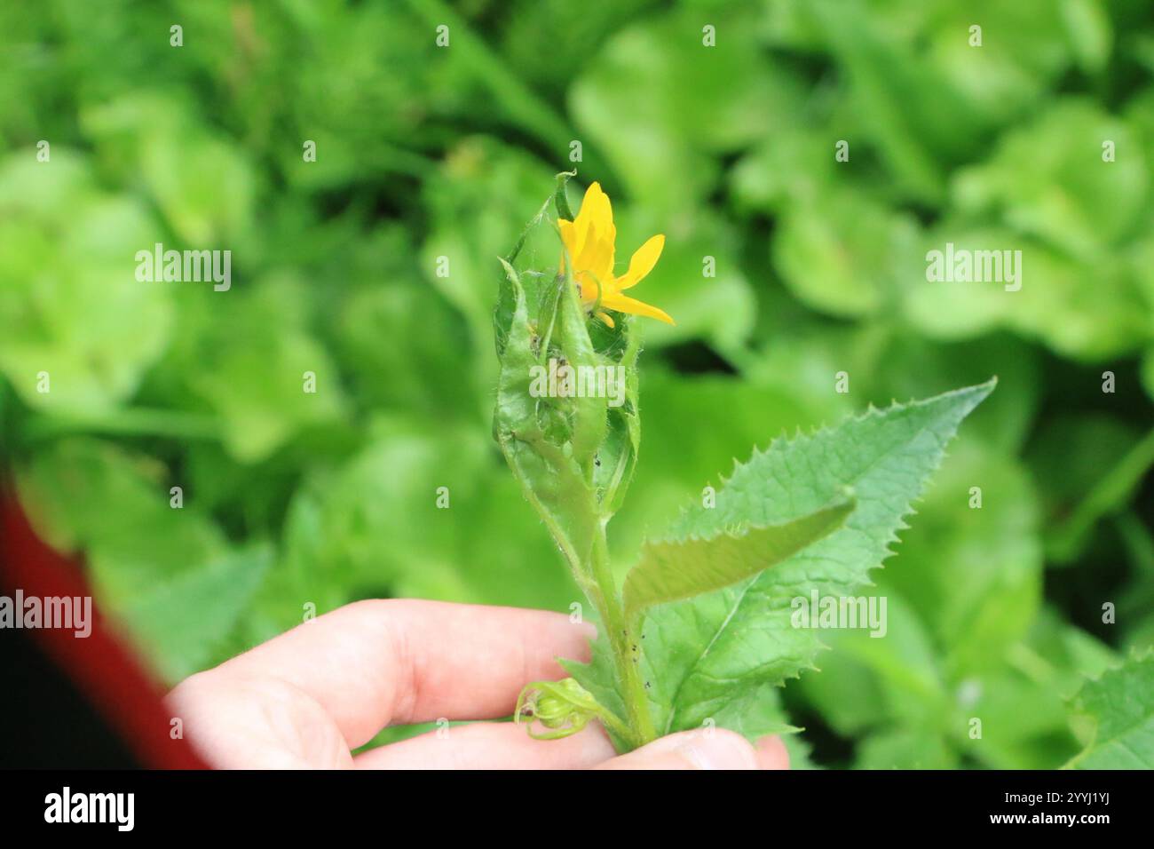 Arrowleaf Senecio (Senecio triangularis Stock Photo - Alamy
