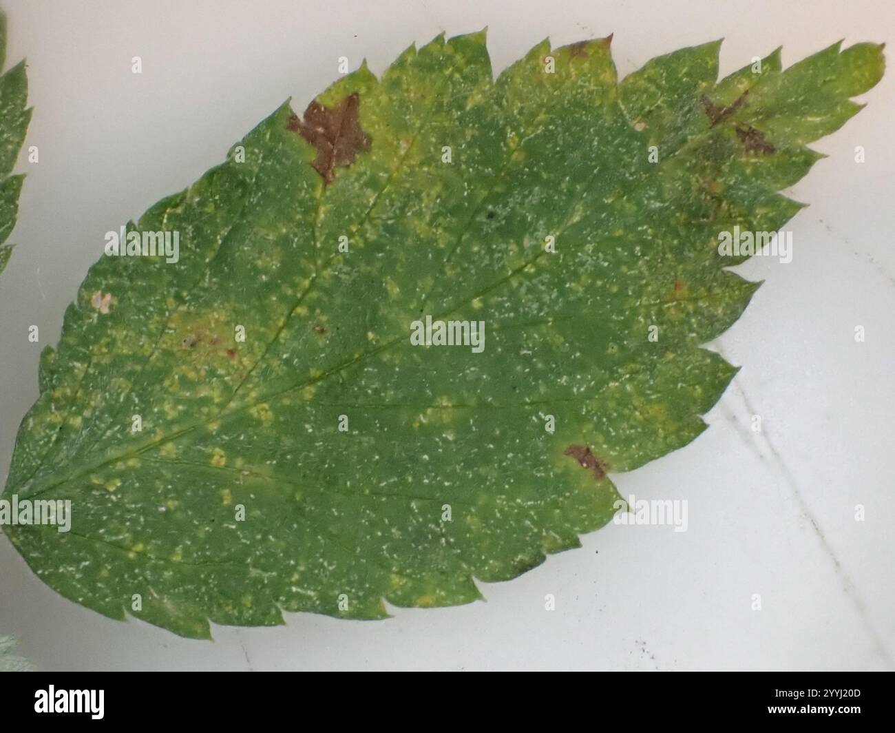Red Raspberry Yellow Rust (Phragmidium rubi-idaei Stock Photo - Alamy