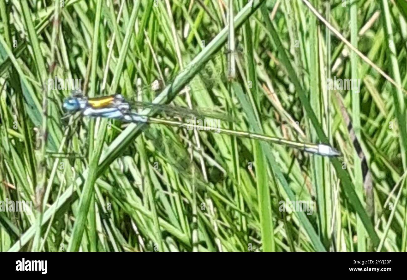 Common Spreadwing (Lestes sponsa Stock Photo - Alamy