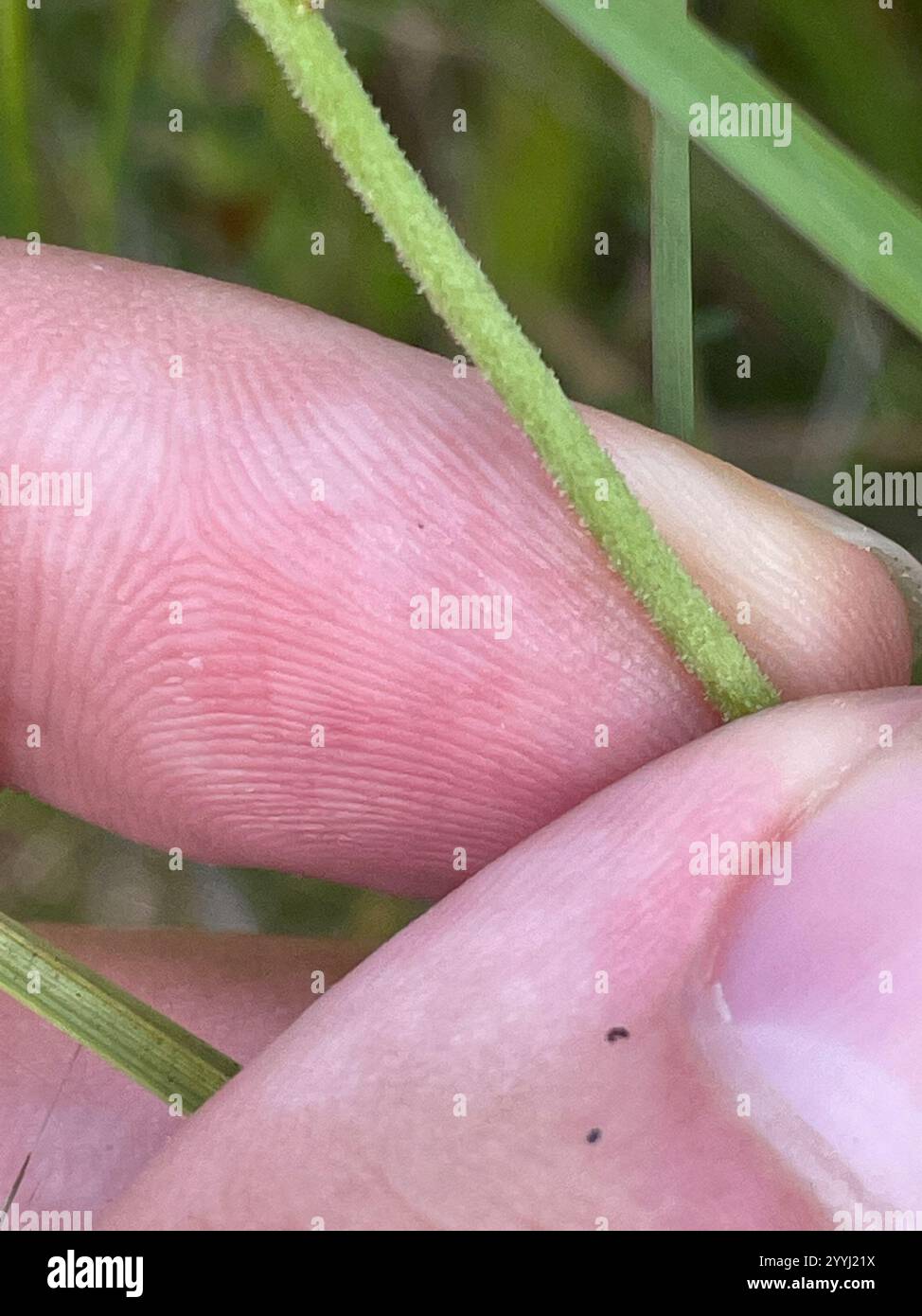 coastal false asphodel (Triantha racemosa Stock Photo - Alamy