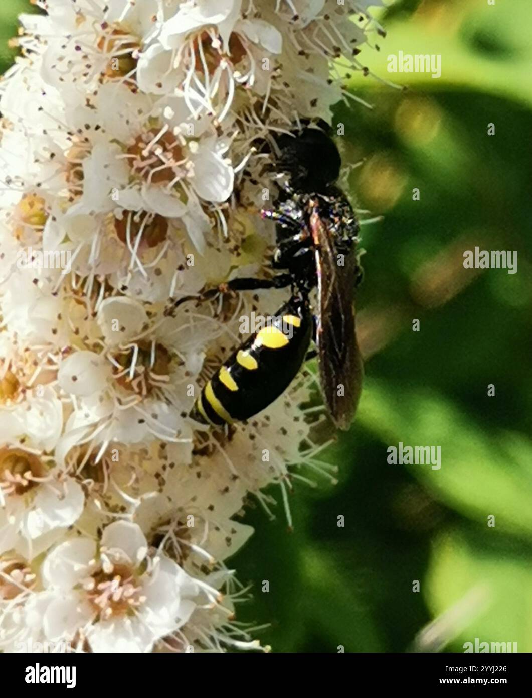 Square-headed Wasps, Sand Wasps, and Allies (Crabronidae Stock Photo ...