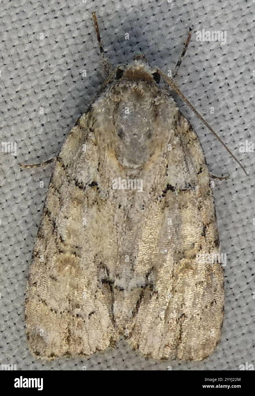 Dagger Moths (Acronicta Stock Photo - Alamy
