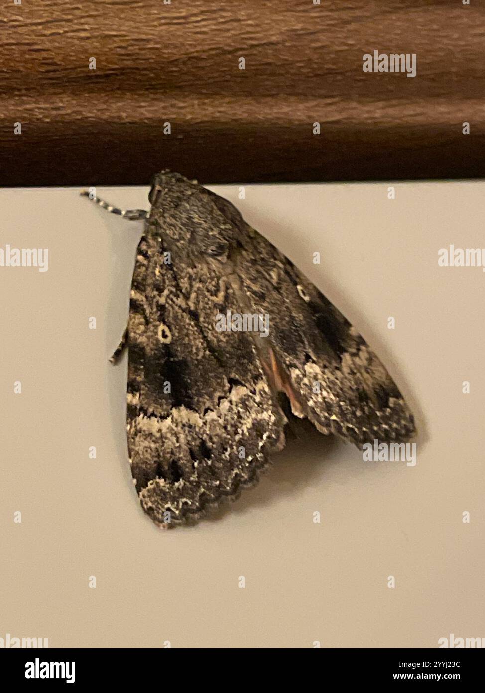 Eurasian Copper Underwing (Amphipyra pyramidea Stock Photo - Alamy