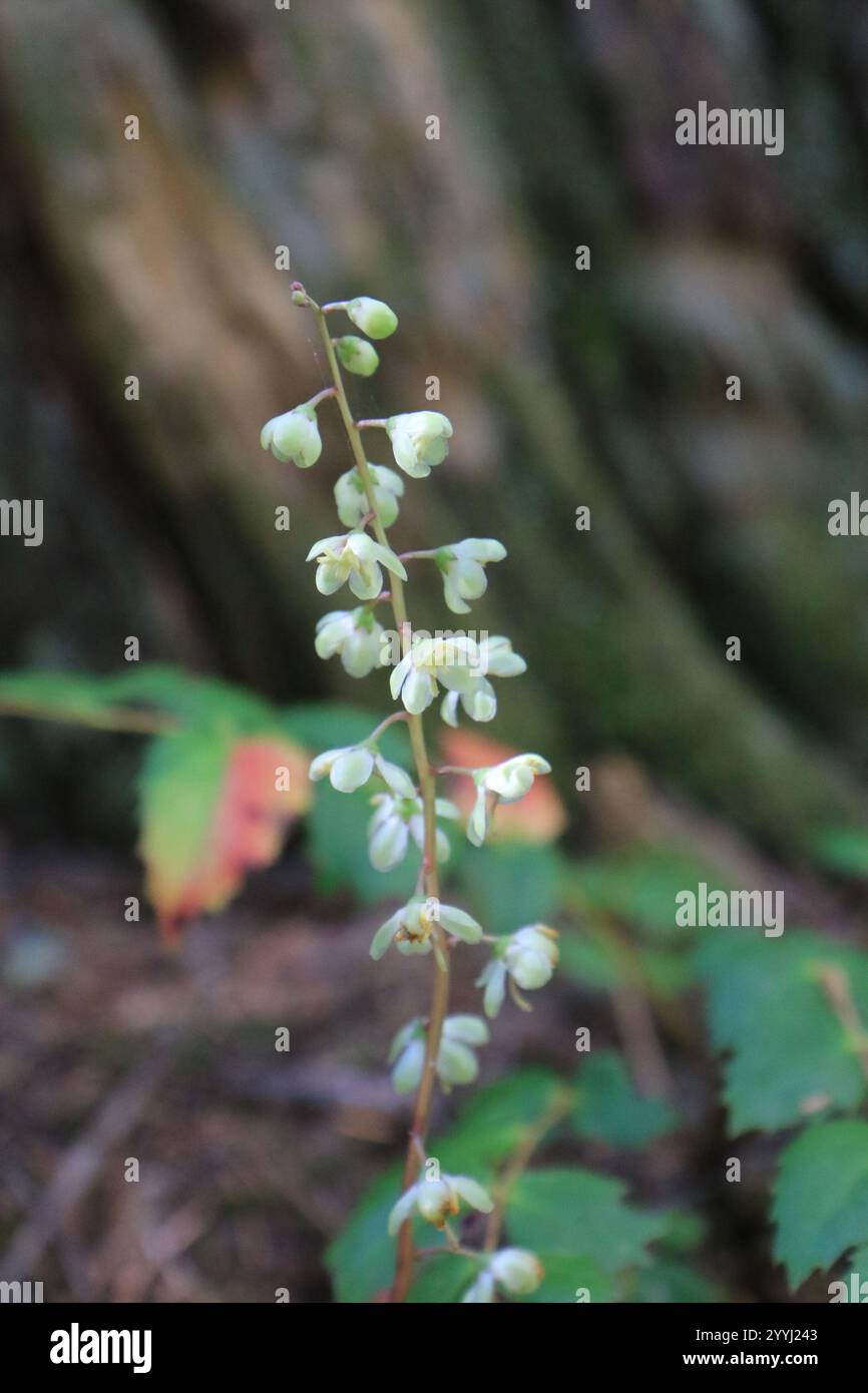 white-veined wintergreen (Pyrola picta Stock Photo - Alamy