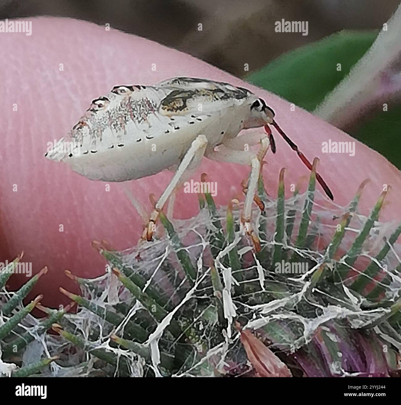 northern fruit bug (Carpocoris fuscispinus Stock Photo - Alamy